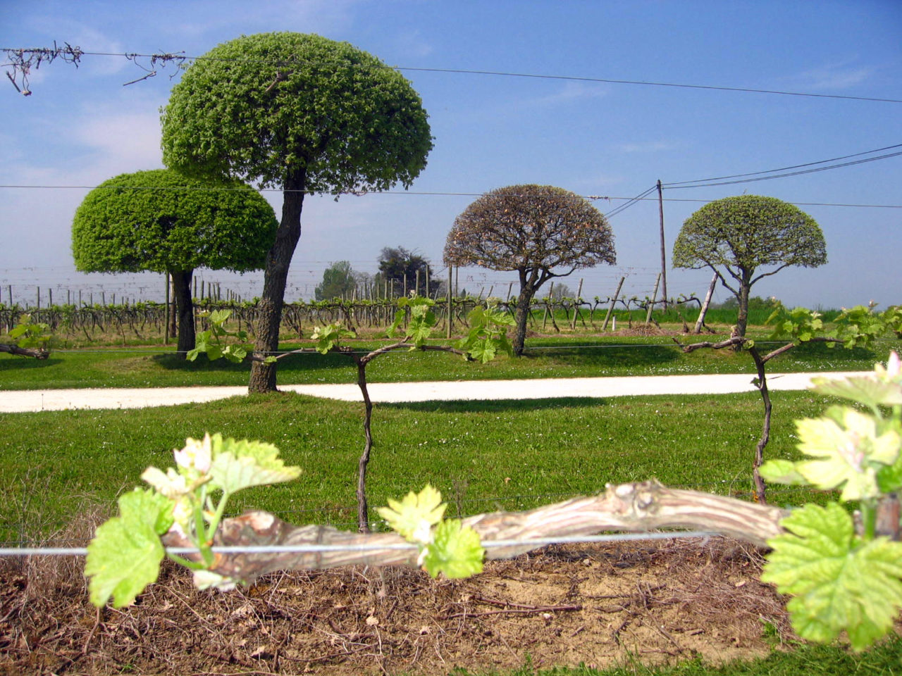 Côtes de Gascogne IGP - Arton, Haut Armagnac & Vins de Gascogne